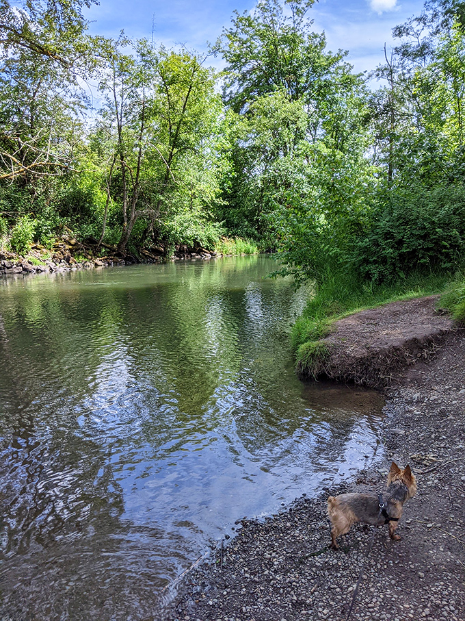 Along Centralia's riverside trails, locals and their four-legged companions find serenity just minutes from downtown—nature's stress relief without a copay.