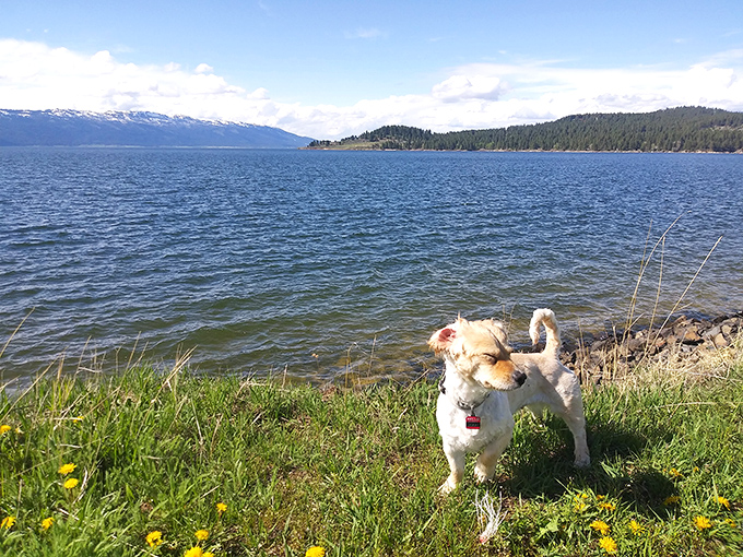 Four-legged friends find paradise in Cascade too&mdash;lakeside walks with mountain views make even the daily dog stroll feel like a special occasion.