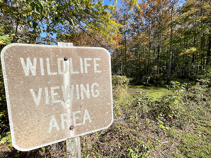 "Wildlife Viewing Area" &ndash; nature's version of theater seating, just with more patience required and no intermission snacks.