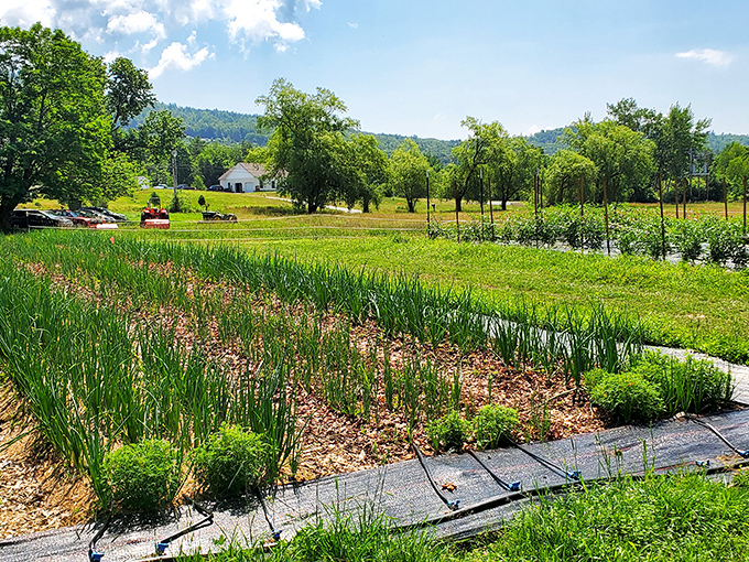 Winter Street Farm's community gardens prove retirement's best harvests come from seeds planted in fertile Claremont soil.