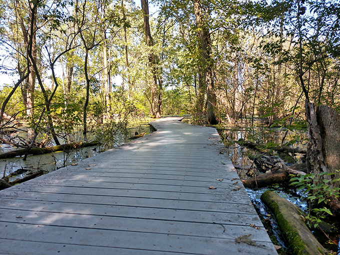 Nature's red carpet experience. This wooden boardwalk invites you to stroll through wetlands without ruining your favorite shoes.