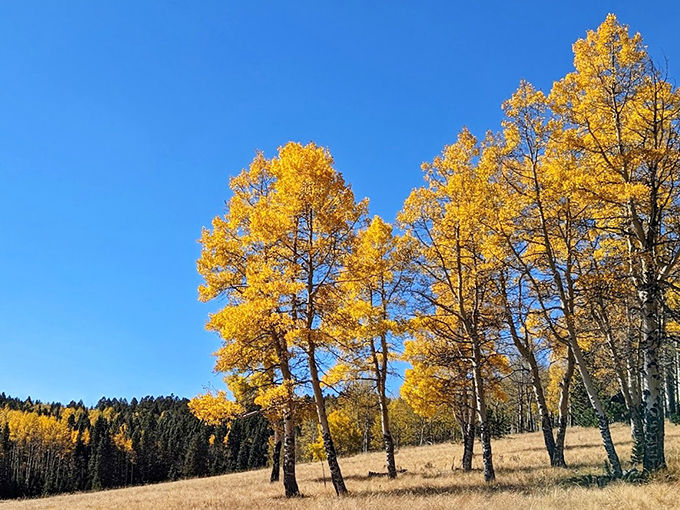 Aspen trees doing what they do best &ndash; turning ordinary hillsides into golden galleries. Nature's autumn art show requires no admission fee.
