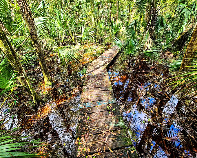 A boardwalk threads through a cypress swamp, keeping your feet dry while your soul gets thoroughly soaked in natural beauty.