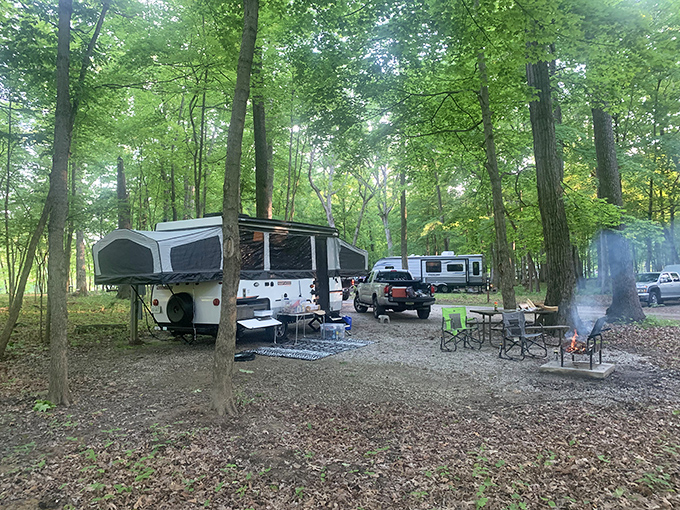 Camping among giants &ndash; where your morning coffee comes with a side of dappled sunlight filtered through a canopy older than your mortgage.