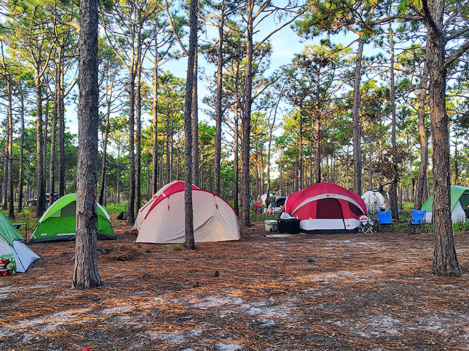 Camping among the pines creates memories that last a lifetime. These colorful tents bring a touch of human vibrancy to the natural landscape.