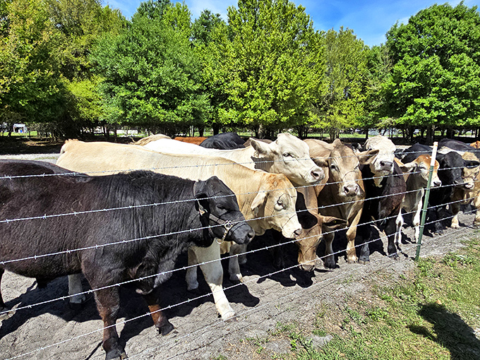 The welcoming committee has assembled! These curious cattle are the farm's unofficial quality control inspectors.