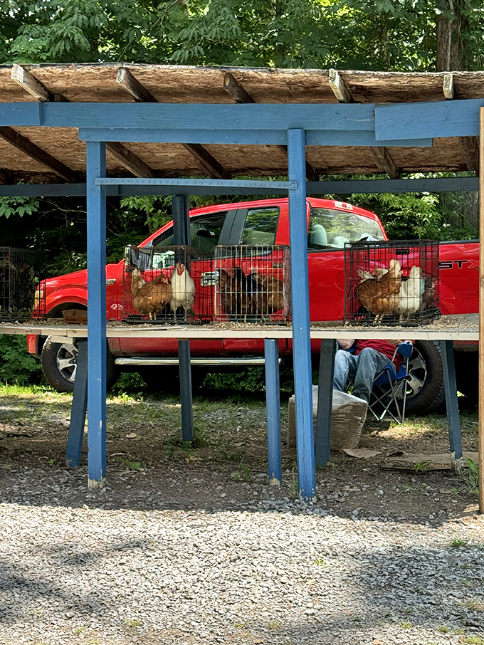 Farm-fresh entrepreneurship on display as chickens wait patiently in the back of a pickup truck for new homes.