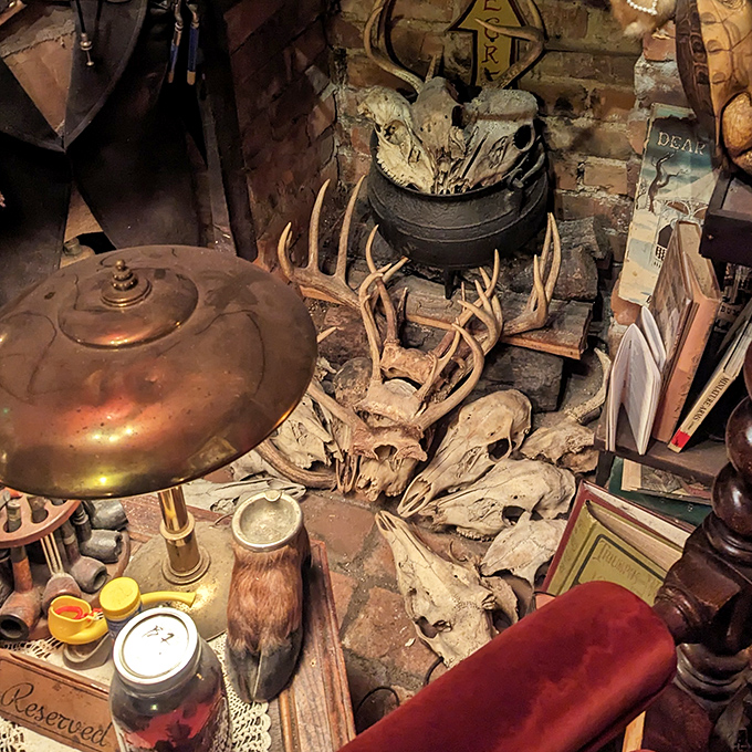 A macabre collection of animal skulls and bones arranged with the careful precision of someone who sees beauty in mortality.