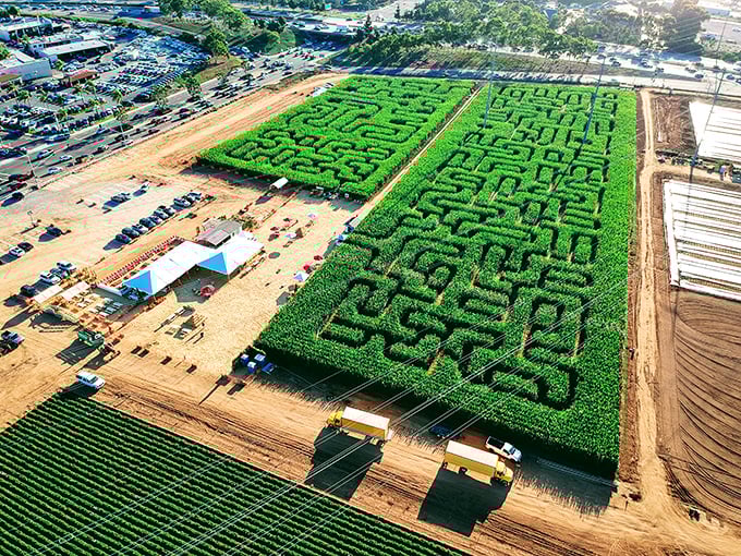 An aerial view reveals the corn maze's intricate design&mdash;where family arguments about "I think we've been here before" become tradition.