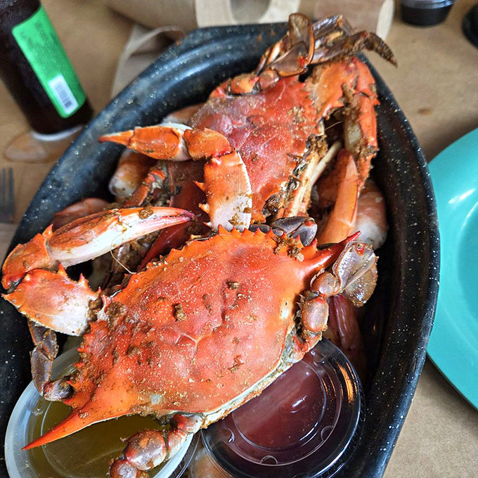 Maryland blue crabs in their full glory, wearing that signature red spice coat. Tools required, bibs recommended, and satisfaction guaranteed.
