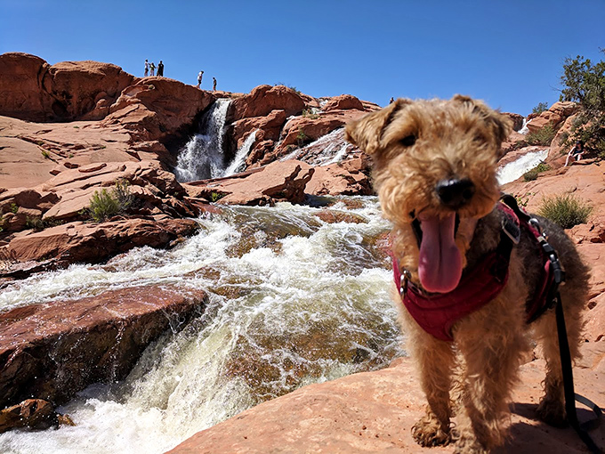 "I came for the waterfalls, but I stayed for the view!" This happy terrier is clearly living his best life at Gunlock's famous seasonal cascades.