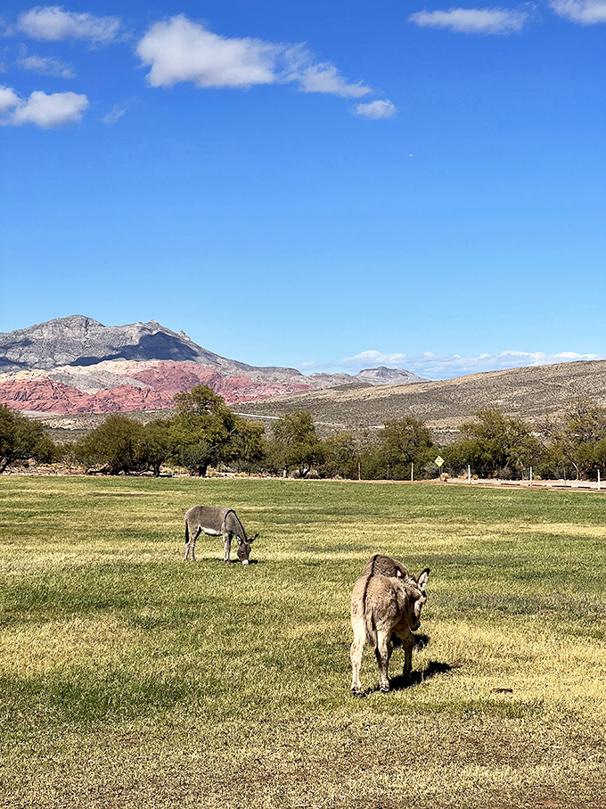 Desert donkeys living their best lives on meadows greener than Vegas casino carpets. They've figured out work-life balance better than most humans. 