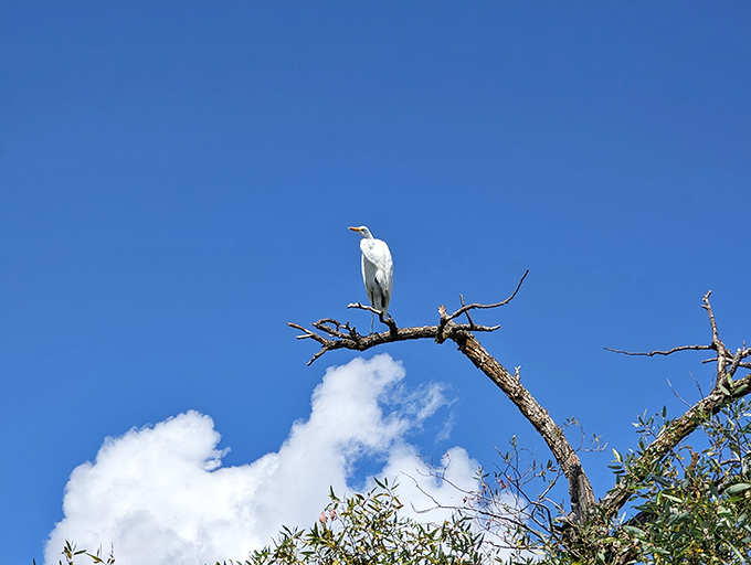 Nature's perfect perch &ndash; this egret has clearly found the best real estate in the park, with 360-degree hunting views.