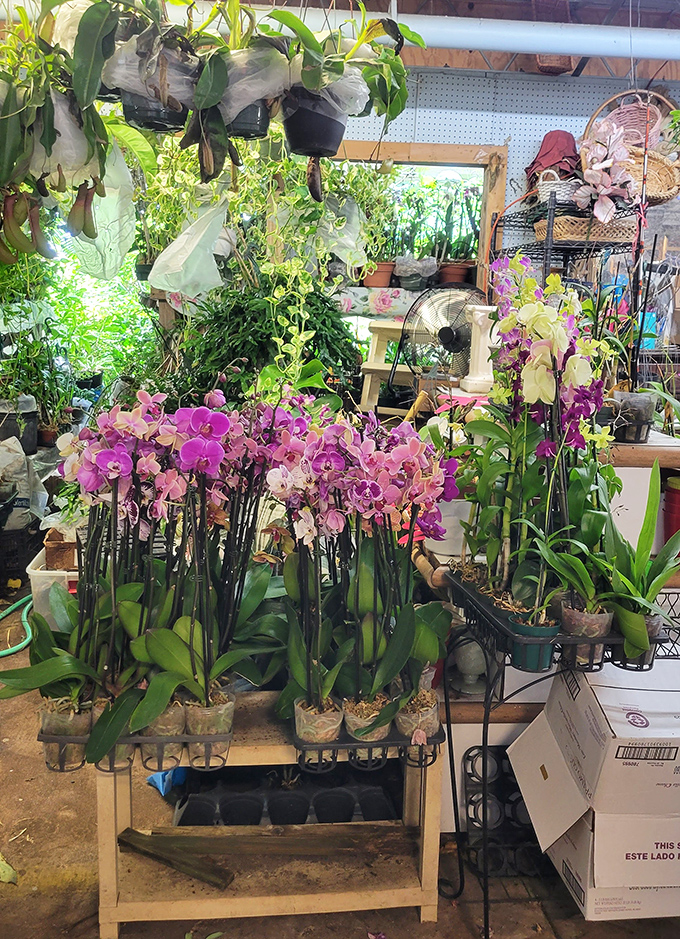 Orchids in every shade of pink create a floral symphony. These aren't just plants&mdash;they're living artwork that somehow makes your brown thumb feel temporarily green.