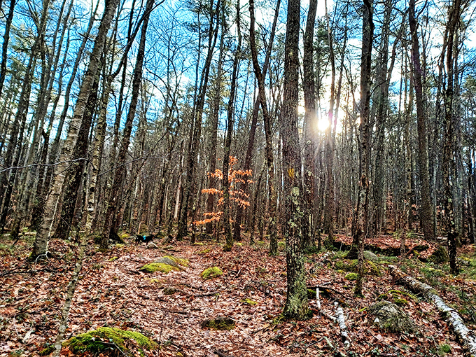 Sunlight filters through winter-bare trees, creating a magical woodland scene that feels straight out of a fairy tale&mdash;minus the talking animals.