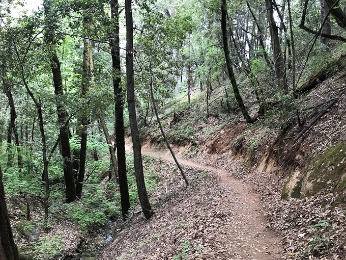 The path less traveled&mdash;though still well-marked. This serene forest trail invites contemplation and the occasional "are we there yet?"