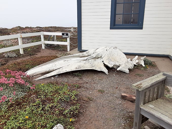 Nature's artwork on display&mdash;this whale skeleton reminds visitors of the magnificent marine mammals that migrate past this coastal landmark annually.