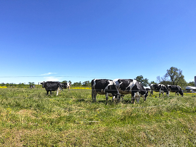 Holstein dairy cows&mdash;the unsung celebrities of Lancaster County&mdash;graze contentedly, blissfully unaware they're part of someone's vacation photos.