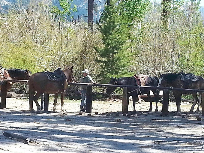 Horse packing &ndash; the original Sierra Uber. These four-legged trail veterans have been shuttling adventurers long before hiking became fashionable.