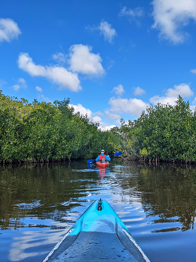 Paddling through mangrove tunnels offers a perspective on the ecosystem that walking simply can't match, adventure included.