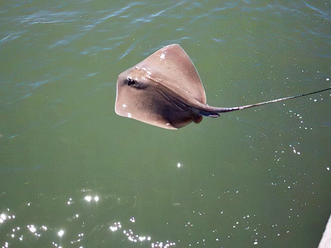 A stingray glides through the clear waters near the causeway, a living reminder that you're merely a visitor in their underwater neighborhood.