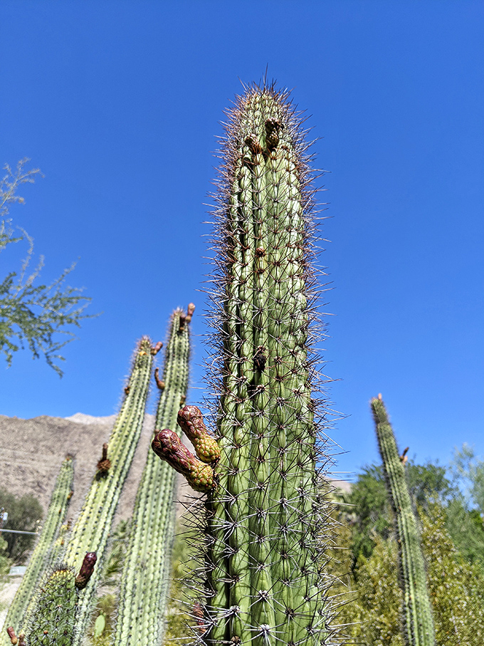 Organ pipe cactus reaching skyward with architectural precision, proving that Mother Nature was doing mid-century modern way before Palm Springs.