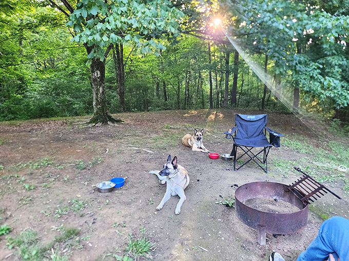 Camping companions who never complain about the hiking distance. These four-legged friends make every outdoor adventure better.