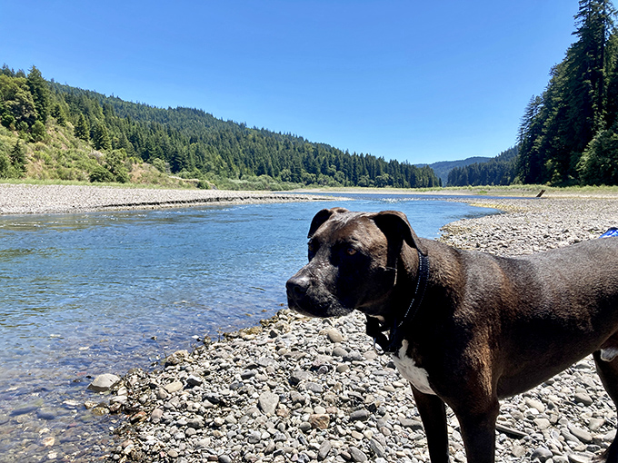 Even four-legged visitors appreciate the majesty of the Eel River. This good boy seems to be contemplating the profound beauty of his backyard adventure.