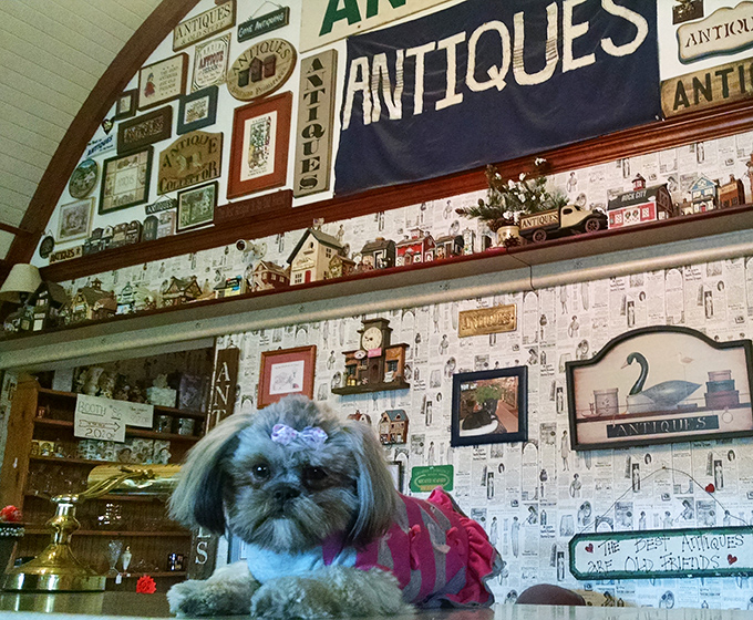 The shop dog, official greeter and antique inspector. If this little fellow could talk, imagine the stories of treasures found and bargains struck!
