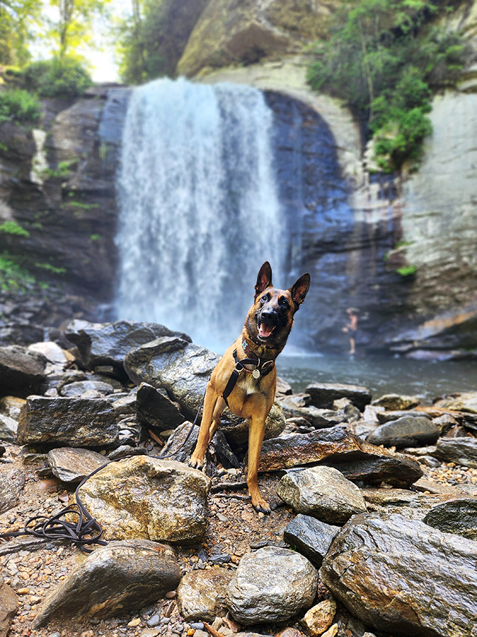 Even four-legged adventurers appreciate the majesty. This happy pup seems to be thinking, "Sure, I have a water bowl at home, but THIS is living!"
