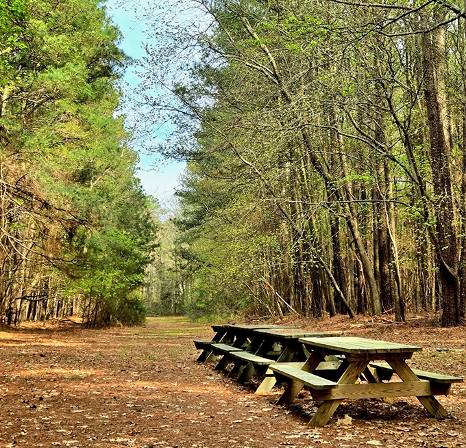 Shaded picnic spots offer front-row seats to nature's daily performance of wind and water.