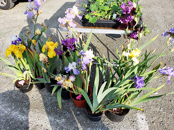 A rainbow of iris blooms brings spring color to the market. Garden treasures await those looking to brighten their yards with living souvenirs.