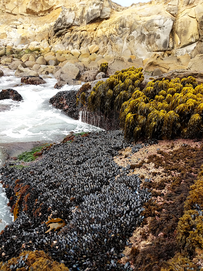 Ocean's garden at low tide. Salt Point's intertidal zone reveals a kaleidoscope of marine life that makes even the most jaded visitor feel like a wide-eyed kid again.