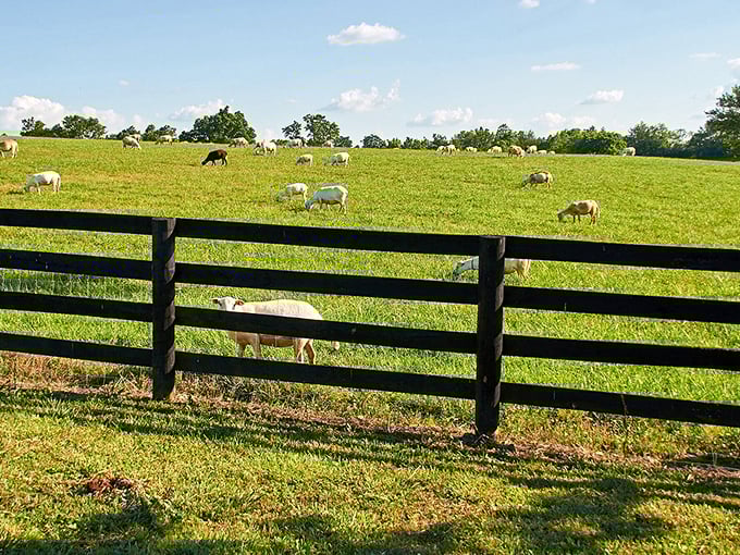Sheep social hour in progress. Notice how they've naturally arranged themselves like guests at a cocktail party discussing the weather.