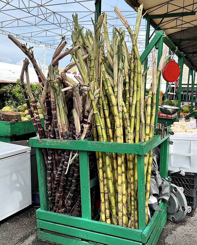 Fresh-cut sugarcane stalks stand at attention like green soldiers, ready to deliver their sweet, fibrous goodness to those in the know.