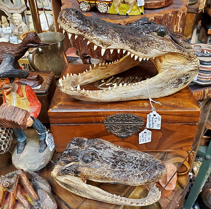Gator heads grin with prehistoric charm, adding swamp mystique to your most adventurous decorating dreams.