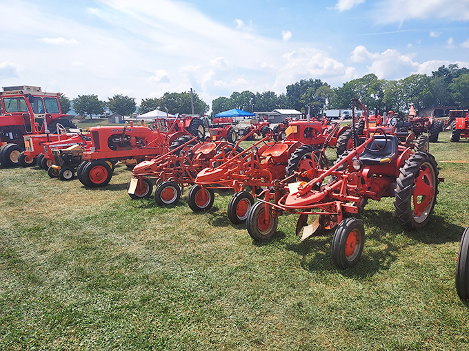 A parade of perfectly preserved Farmall tractors stands at attention, their fire-engine red paint gleaming like they just rolled off the assembly line yesterday.