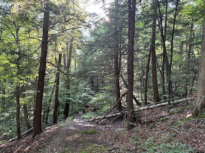 Wooden footbridges lead adventurous souls deeper into the forest where real magic happens beyond the beach. 