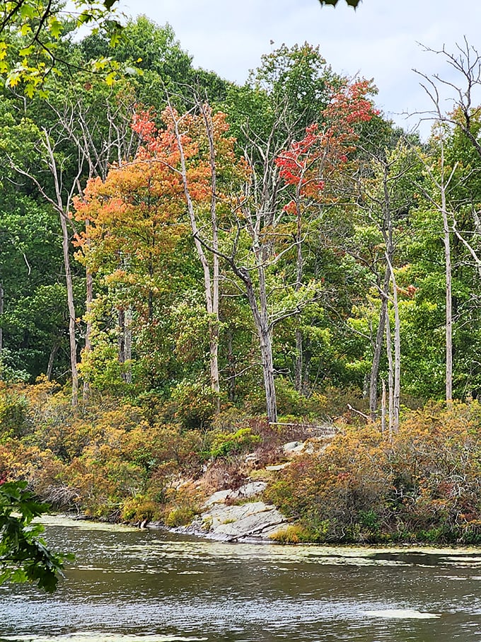 Nature's transition team at work. Early autumn colors begin their slow dance across the landscape, painting the forest with warm hues.
