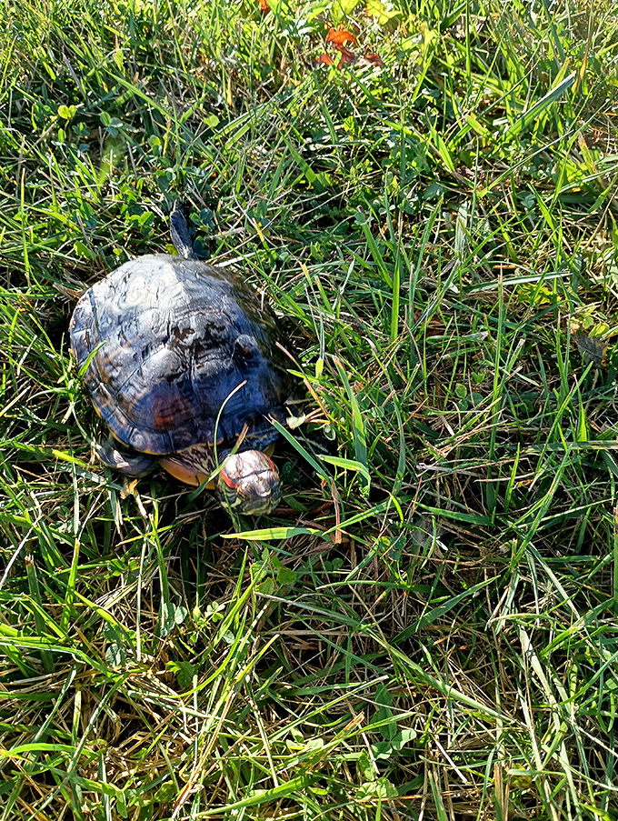 Even the turtles at Prophetstown seem to move with purpose, carrying their homes on their backs like nature's original tiny house enthusiasts.