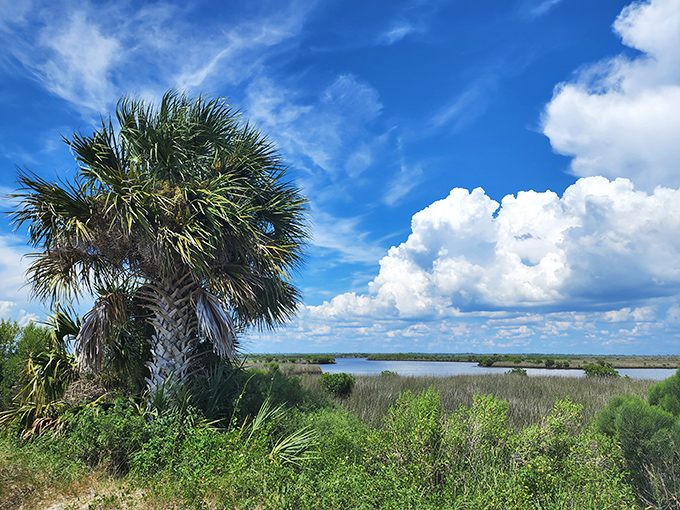Old Florida still exists if you know where to look. These native palms and coastal vegetation haven't changed their style in thousands of years.