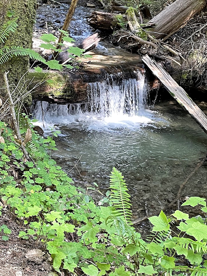 A miniature waterfall creates nature's perfect white noise machine. Sleep app developers are frantically taking notes.