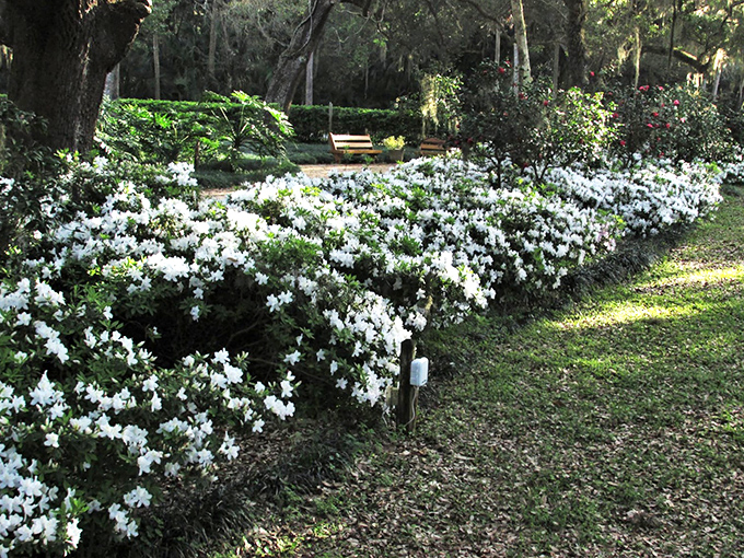 A snowfall of white azaleas proves Florida knows how to do "winter" on its own spectacular terms.