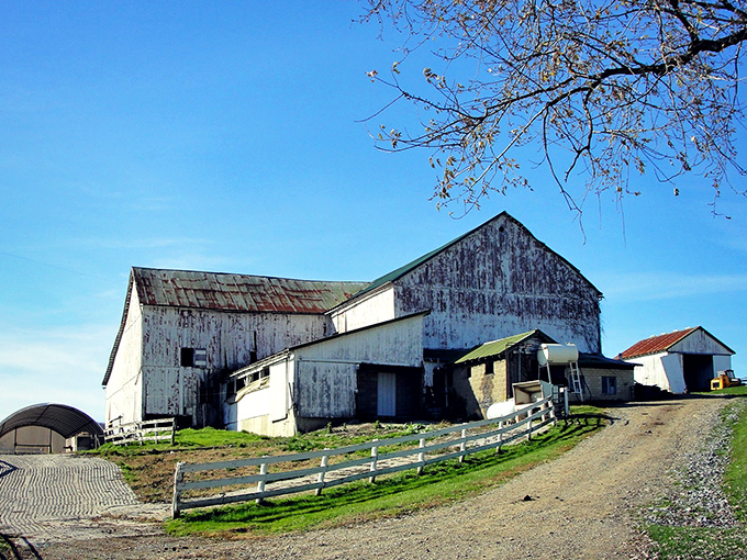 Weathered white barns tell stories without saying a word. This architectural elder statesman has witnessed decades of seasons across these rolling hills.