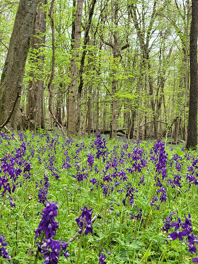 Purple reign! These vibrant wildflowers carpet the forest floor like nature decided to throw an impromptu royal celebration.