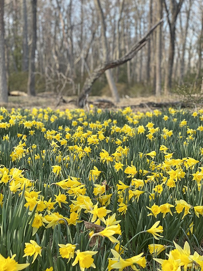 A sea of daffodils announces spring's arrival with golden trumpets. Nature's way of saying, "We made it through winter&mdash;let's party!"