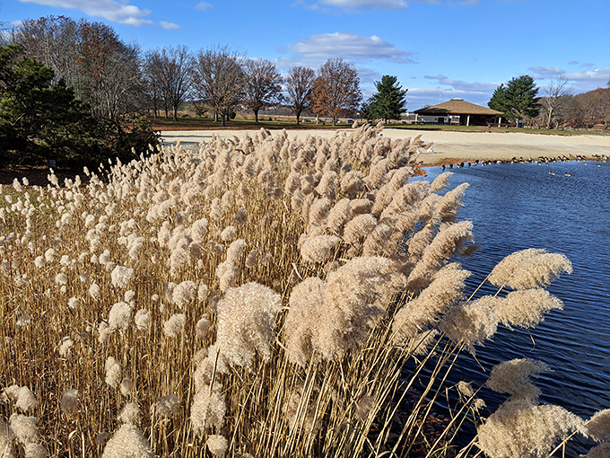 Fluffy reeds catch golden light like nature's cotton candy, proving even winter's dormant landscape has its own delicious beauty.