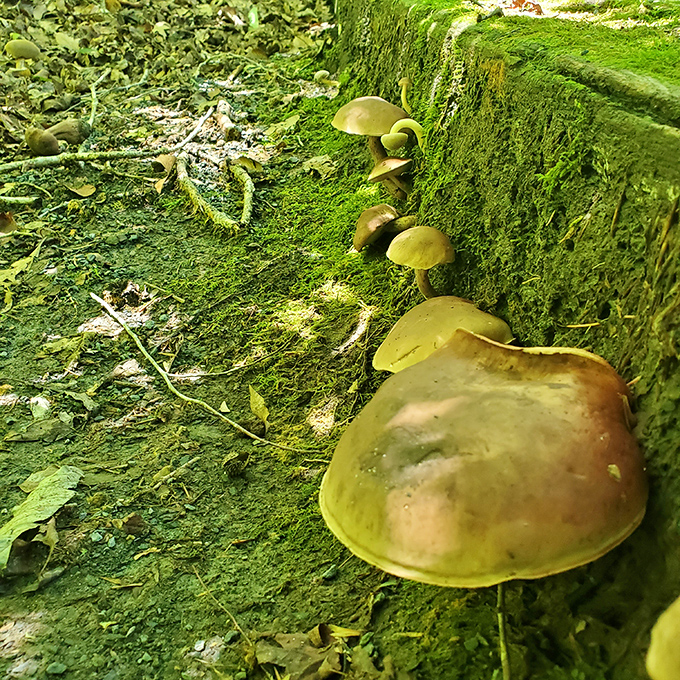 Nature reclaims everything eventually. These mushrooms are nature's subtle reminder that even in preservation, we're all part of the same grand cycle.
