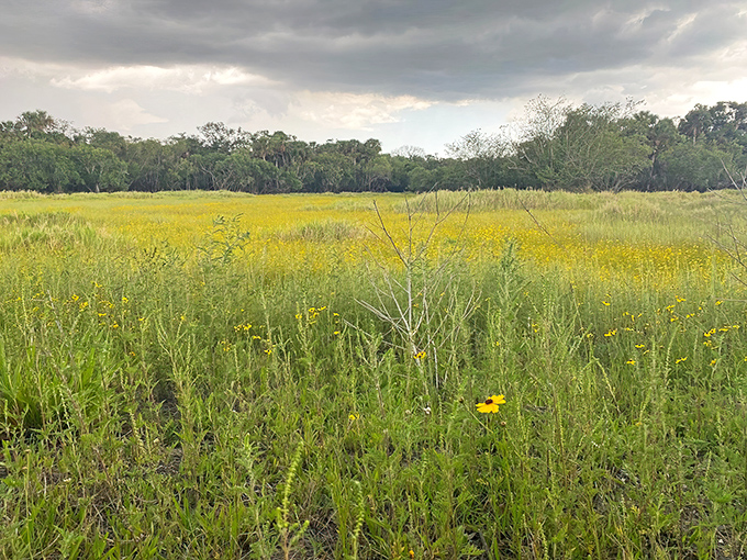 Spring transforms Myakka's prairies into a golden sea of wildflowers&mdash;nature's way of showing off without an Instagram filter.