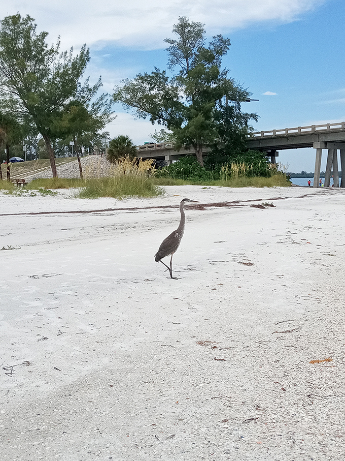 "Pardon me, just passing through." Local wildlife demonstrates the proper pace for beach life&mdash;deliberate, dignified, and completely unhurried.